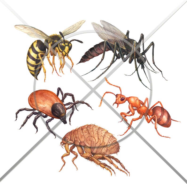 FULL PACK Insects Clipart, Digital Watercolor Illustration, Insect Clip ...