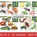 FULL PACK Insects Clipart, Digital Watercolor Illustration, Insect Clip ...