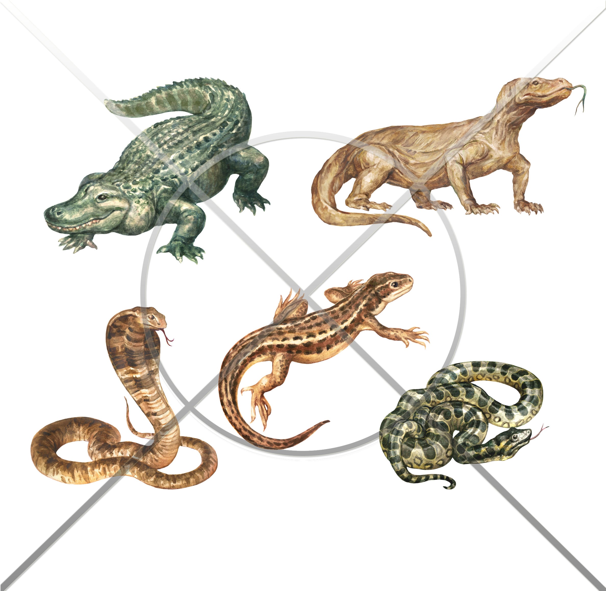 FULL PACK Reptiles Clipart Digital Watercolor Illustration - Etsy