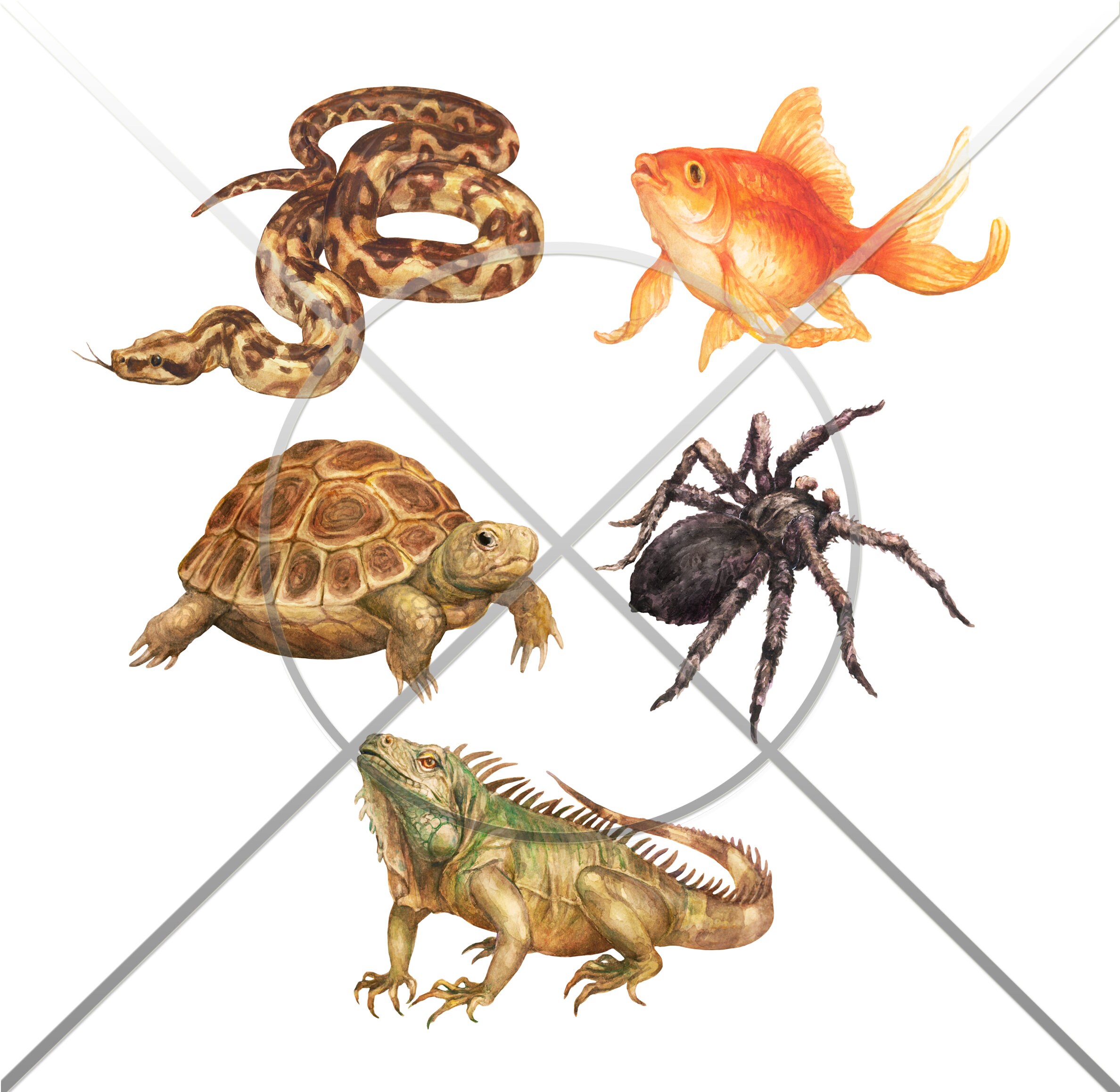 Pets Clipart Digital Watercolor Illustration Pet Animal Clip | Etsy