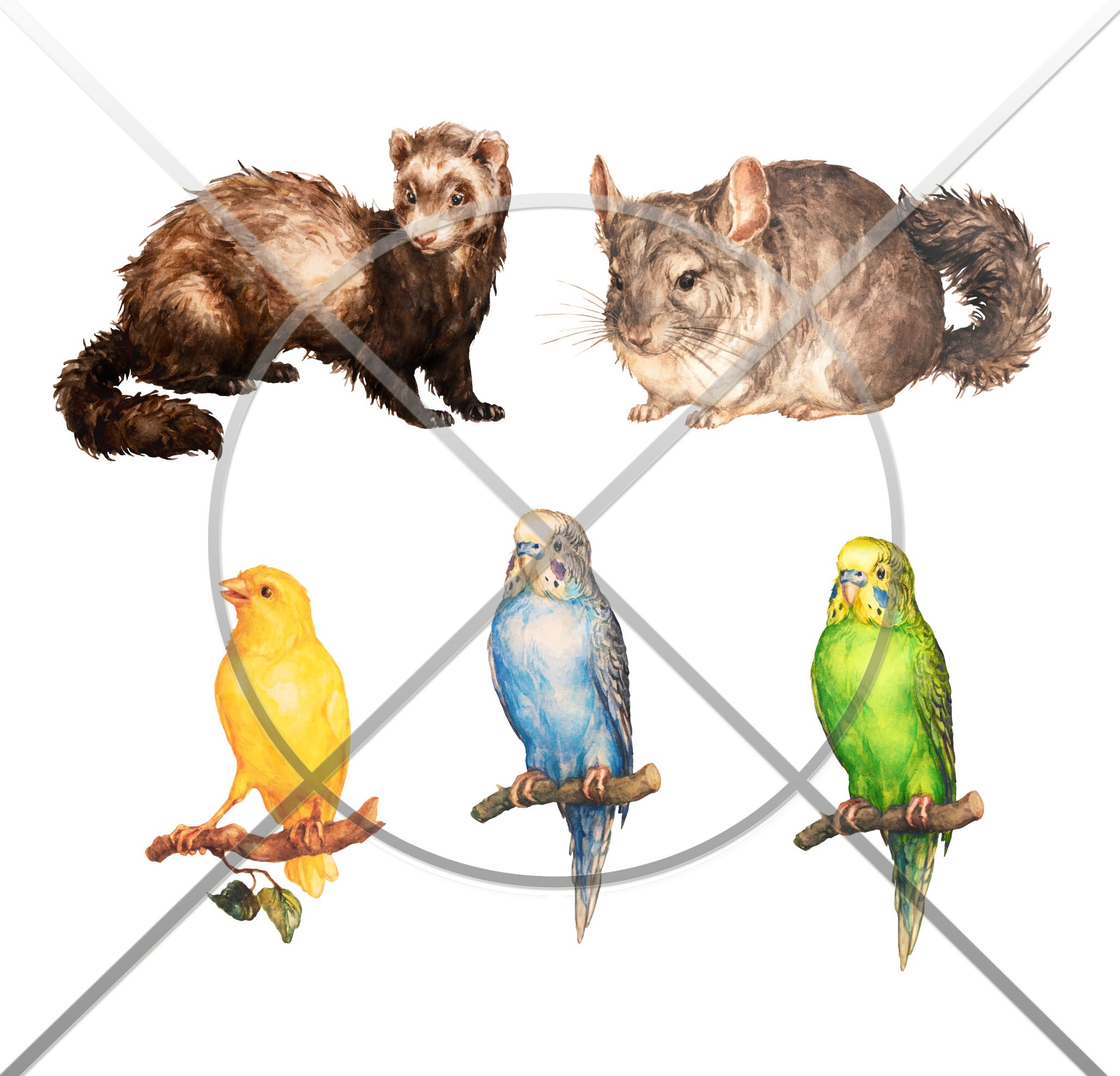 Pets Clipart, Digital Watercolor Illustration, Pet Animal Clip Art ...