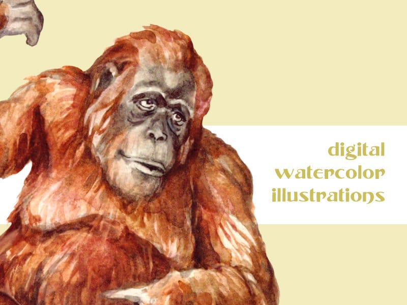 Monkeys and Apes Clipart, Digital Watercolor Monkey Clip Art, Hand ...