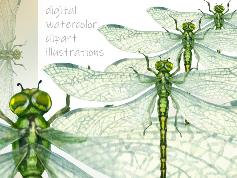 Insects Clipart Digital Watercolor Illustration Bug Insect - Etsy