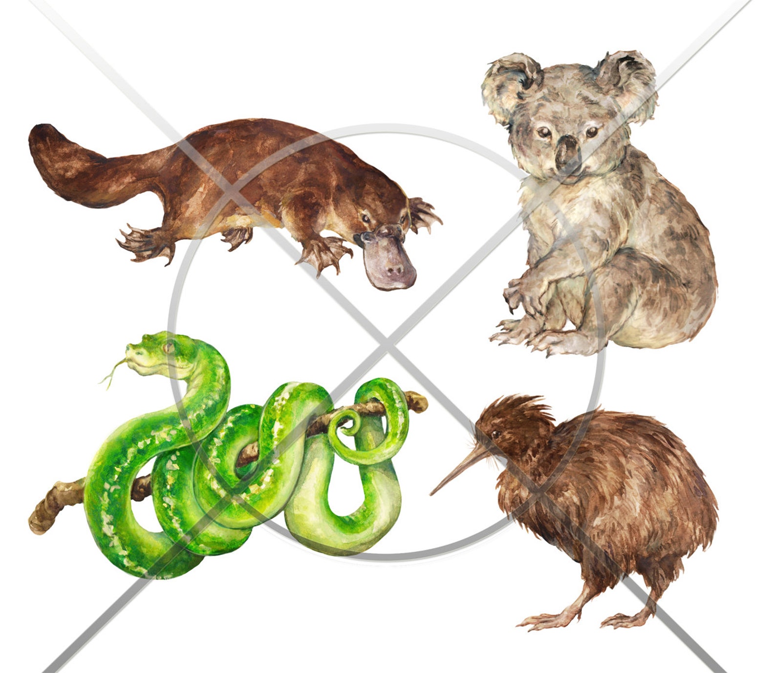 FULL PACK Animals of Australia Clipart, Digital Watercolor Australian ...