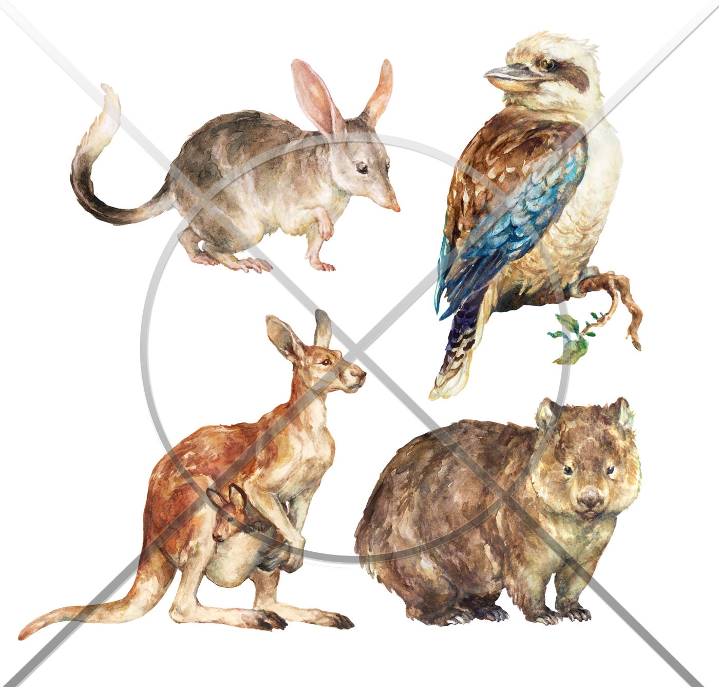 Animals of Australia Clipart, Digital Watercolor Australian Animals ...