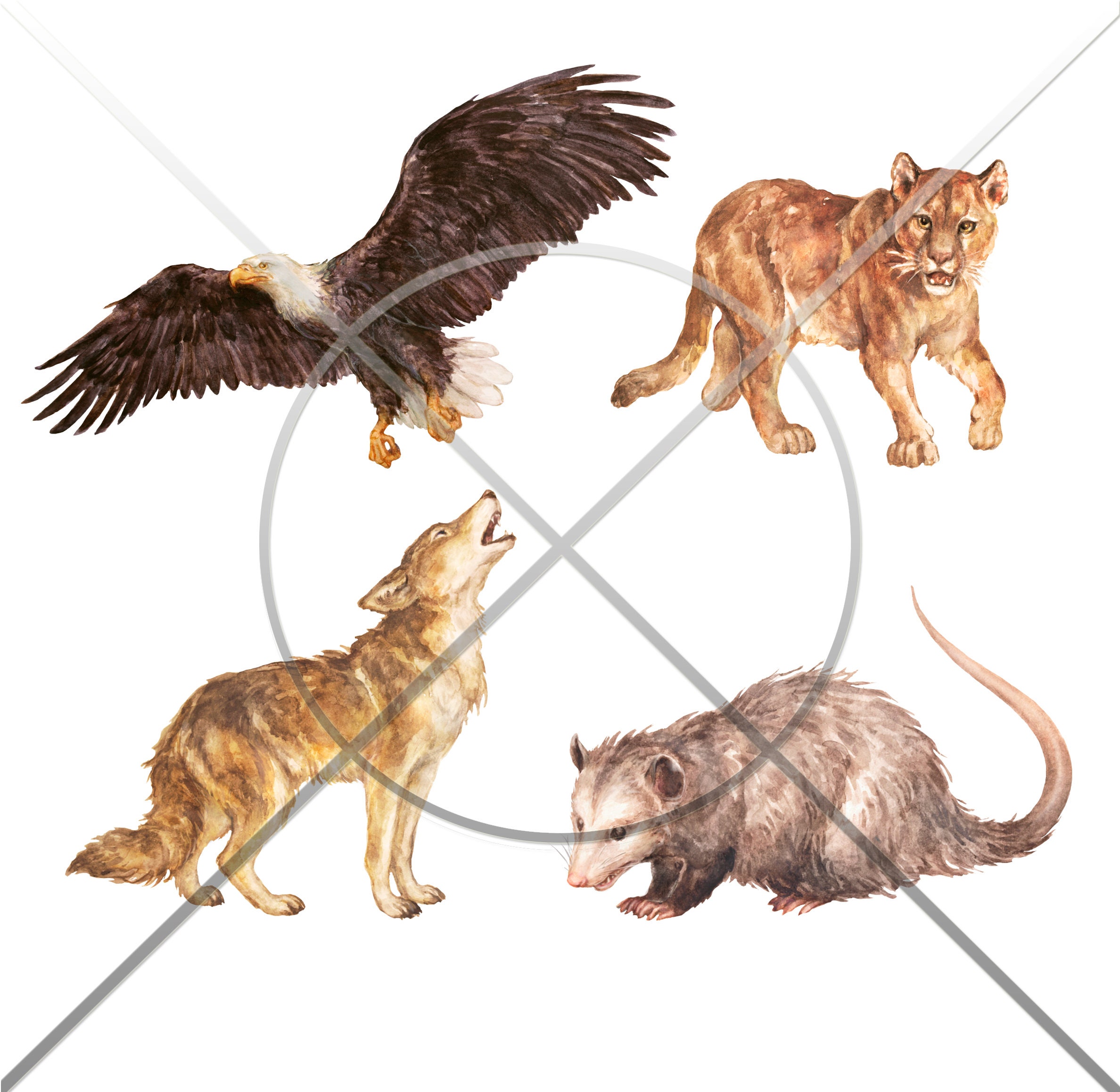 Animals of North America Clipart Digital Watercolor - Etsy