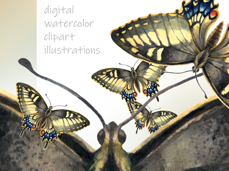 Insects Clipart, Digital Watercolor Illustration, Bug, Insect Clip Art ...
