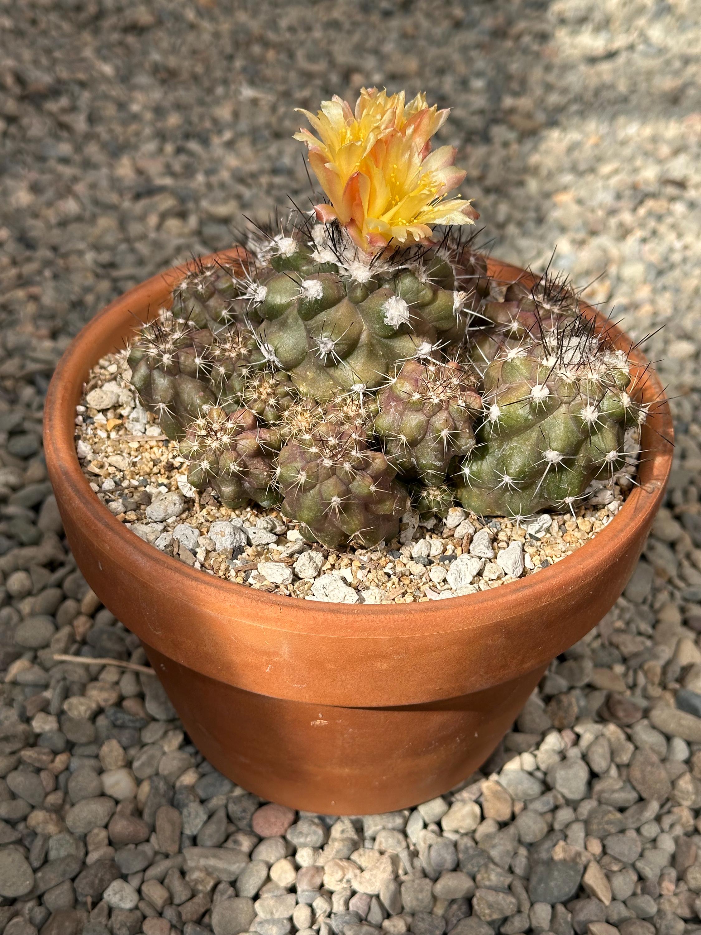Copiapoa Humilis Specimen – Seed Grown | Rare Succulent | California ...