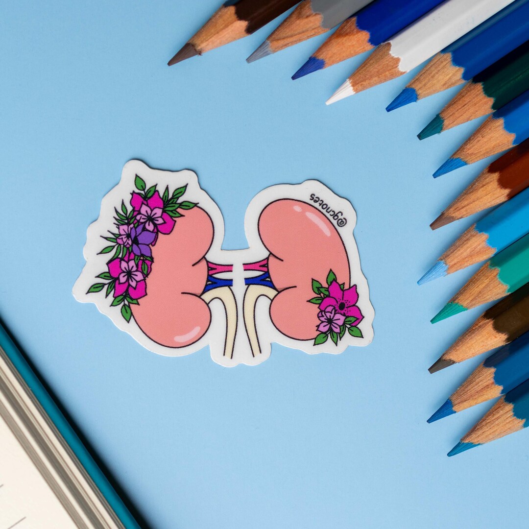 Floral Kidneys Anatomy Sticker - Etsy