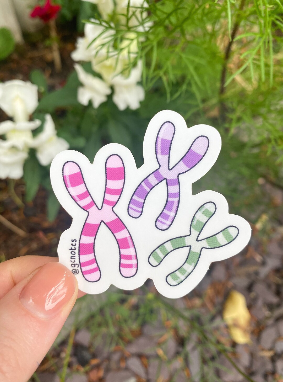 Chromosome DNA Genetics Transparent Sticker - Etsy