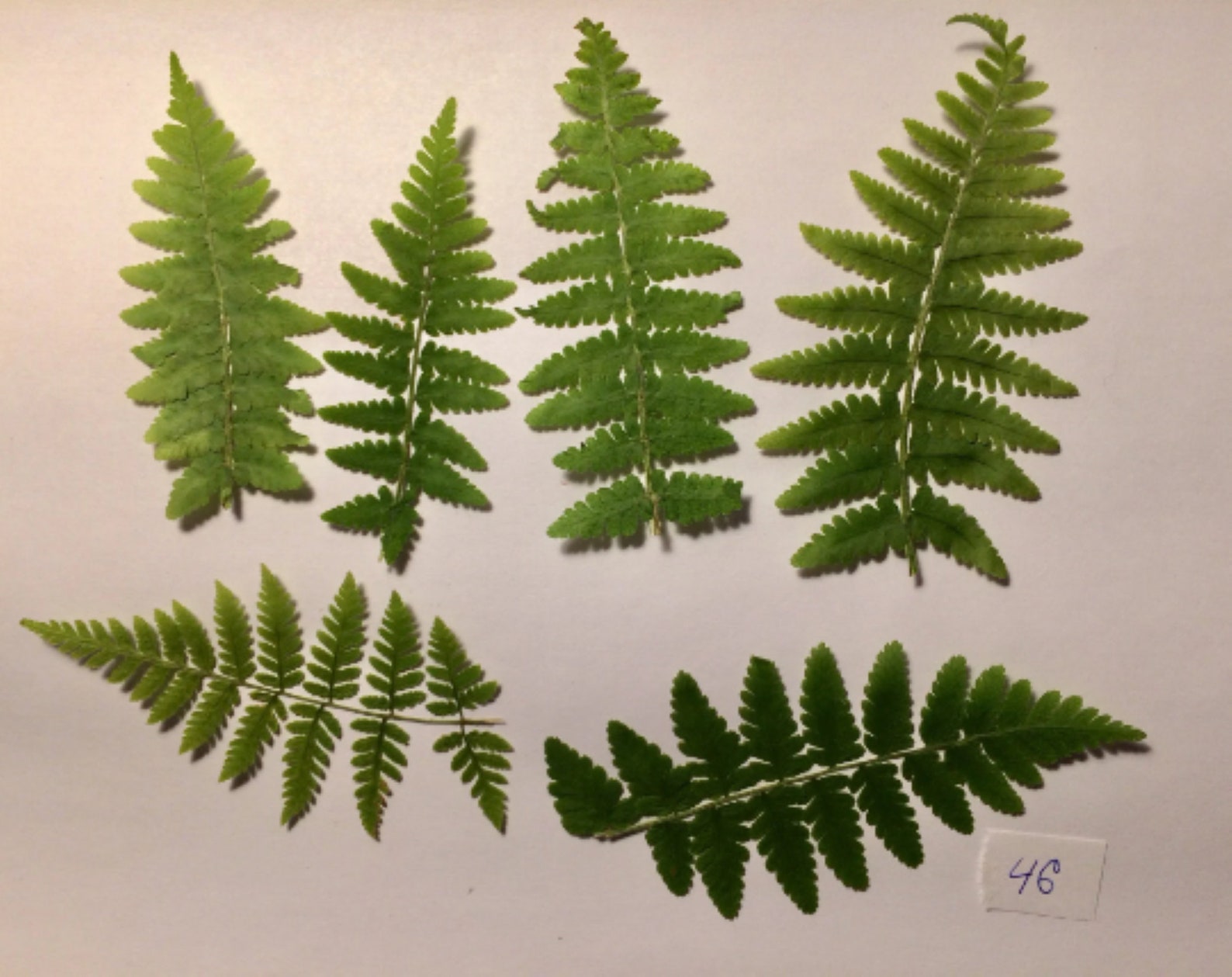 6 Small Fern Leafs, Dried Pressed Fern, Pressed Fern for Resin - Etsy