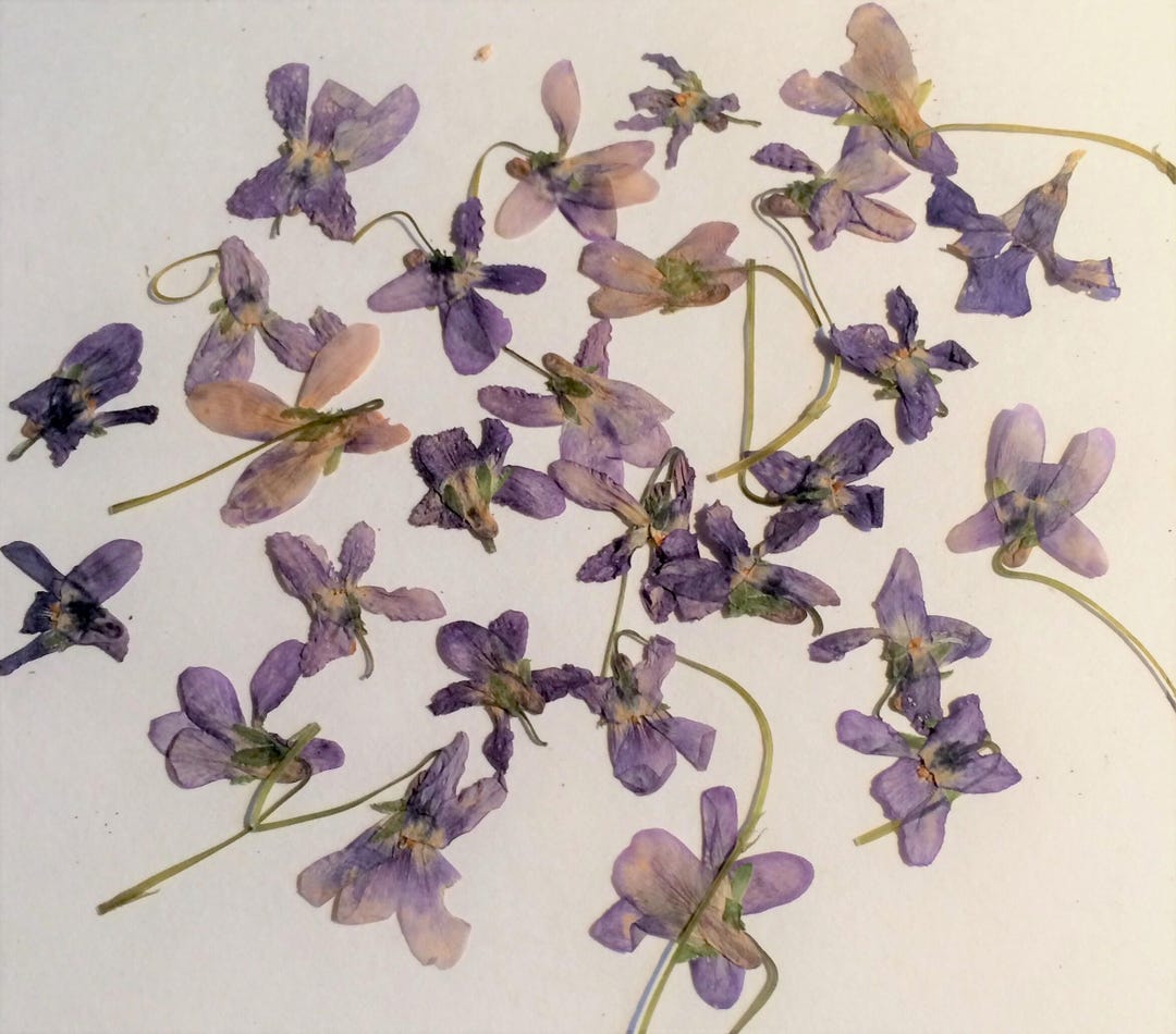 20 Pressed Violets, Dried Pressed Flowers, Pressed Botanicals - Etsy