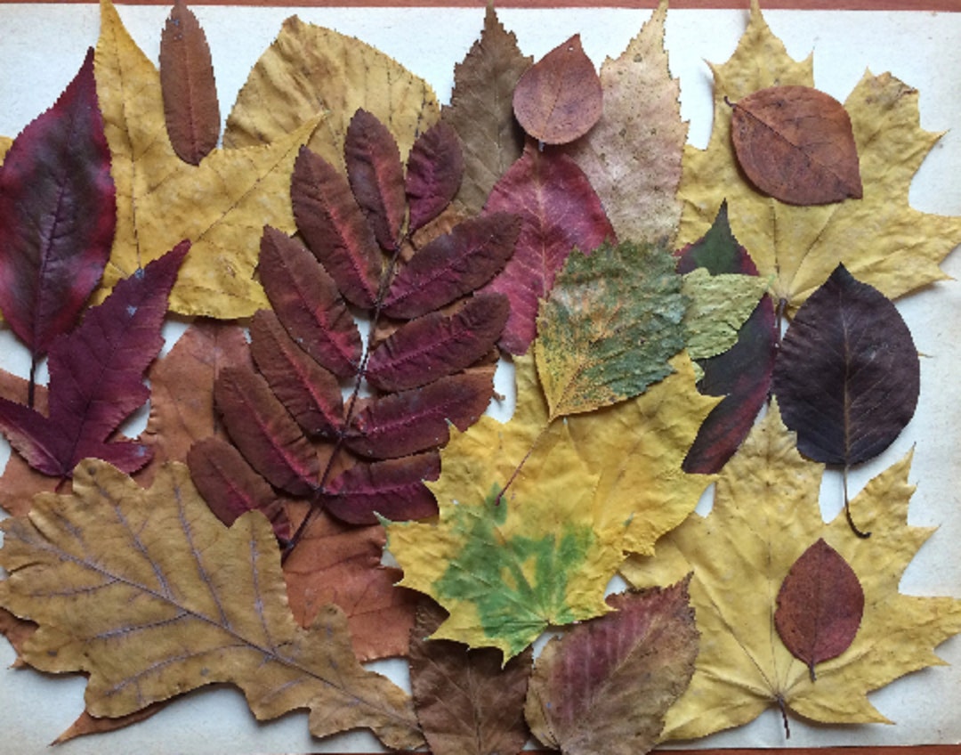 300 Dried Pressed Autumn Leaves: Real Fall Leaf Assortment - Etsy