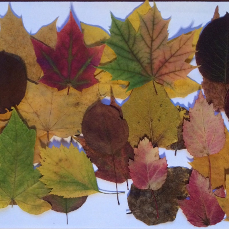 Pressed Leaf Art - Etsy