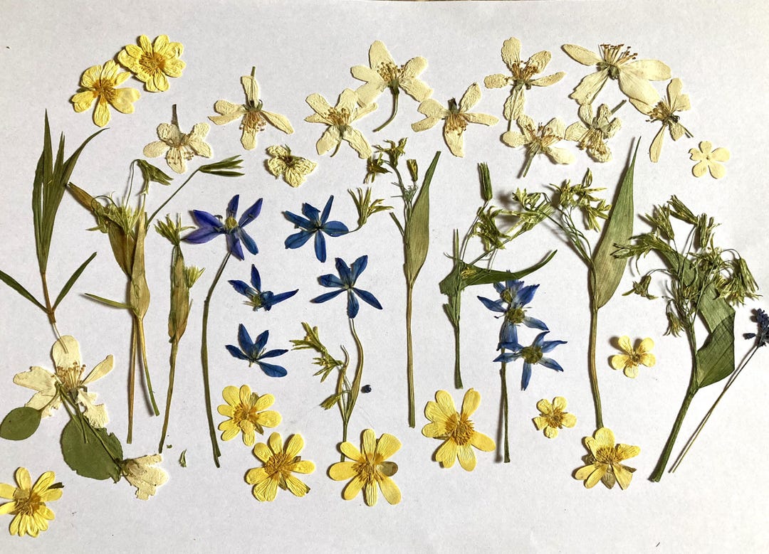 Spring Flowers, Assorted Spring Flowers, Dried Pressed Flowers - Etsy