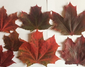 Real Maple Leaf - Etsy