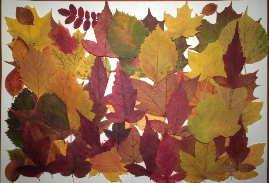 50 Dried Pressed Fall Leaves, Real Assorted Autumn Leafs - Etsy UK