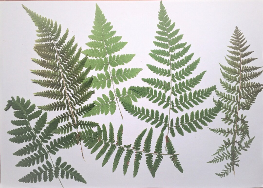 Dried Pressed Fern, Real Pressed Fern, Pressed Botanicals - Etsy