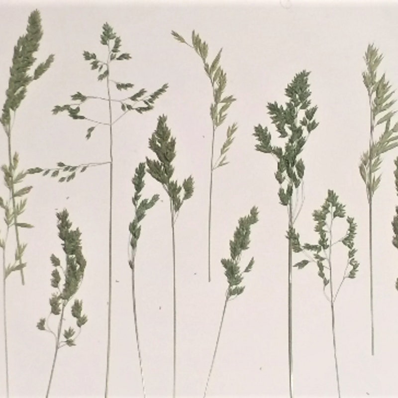 Pressed Botanicals - Etsy