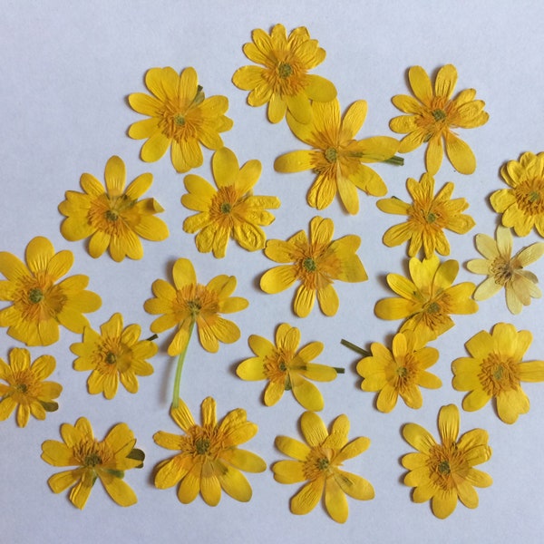 Marsh Marigold - Etsy