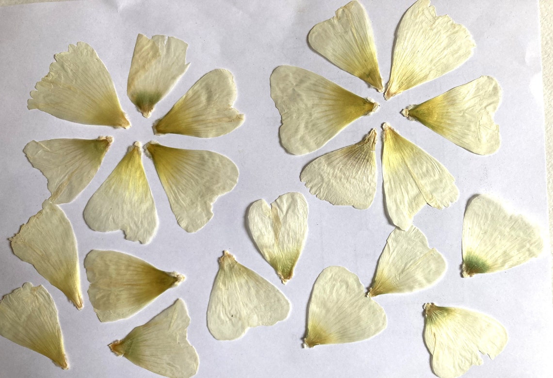 20 Dried White Mallow Petals, Real Pressed Flowers - Etsy