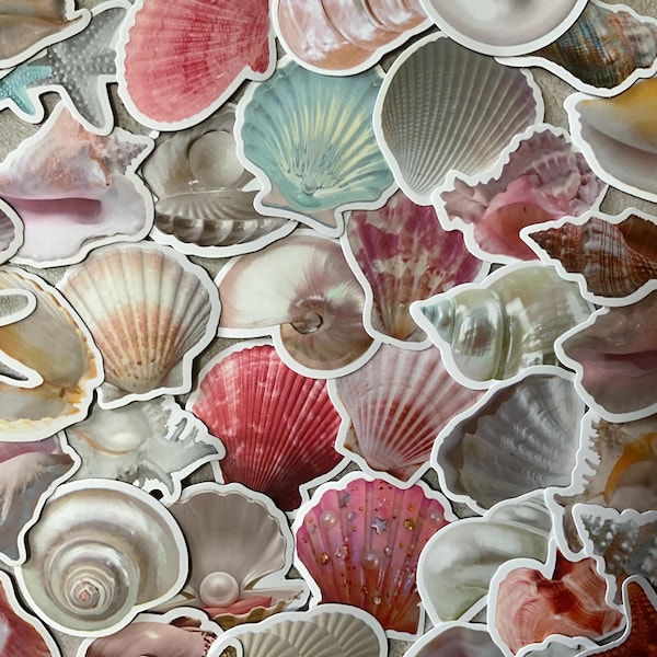 Assorted Seashells - Etsy