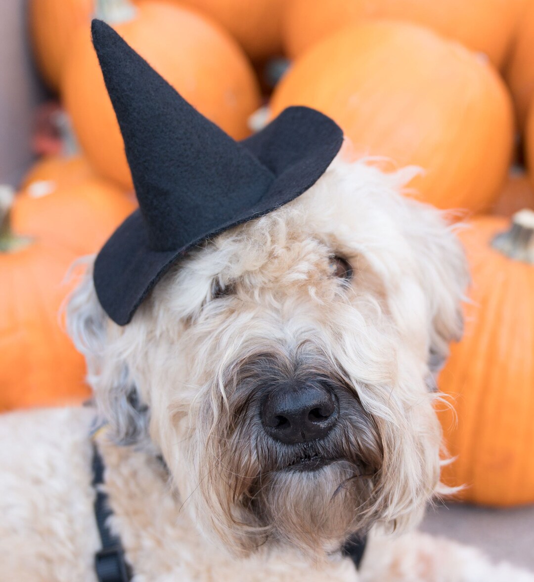 Mini Witch Hat for Dogs - Etsy