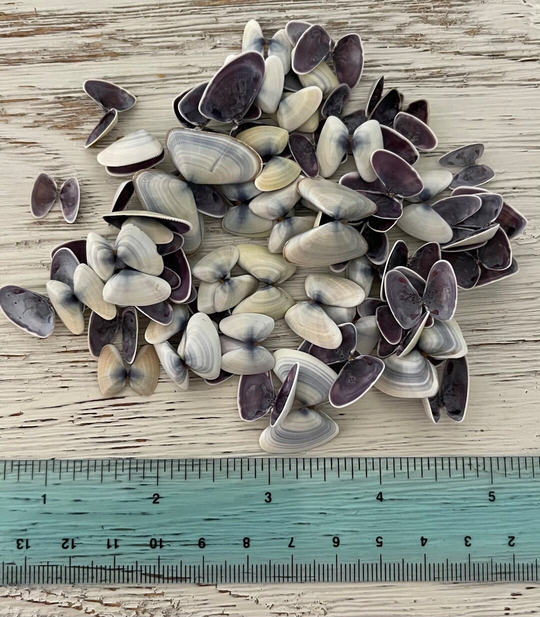 Blue Coquina Shell Pairs for Shell Crafting Shell Art - Etsy