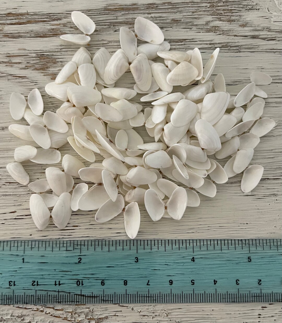 White Coquina Shell Pairs for Shell Crafting - Etsy