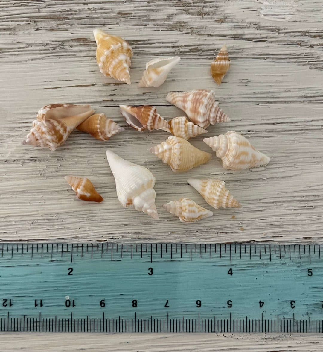 Mini Fighting Conch Shells From Southwest Florida Seashells - Etsy