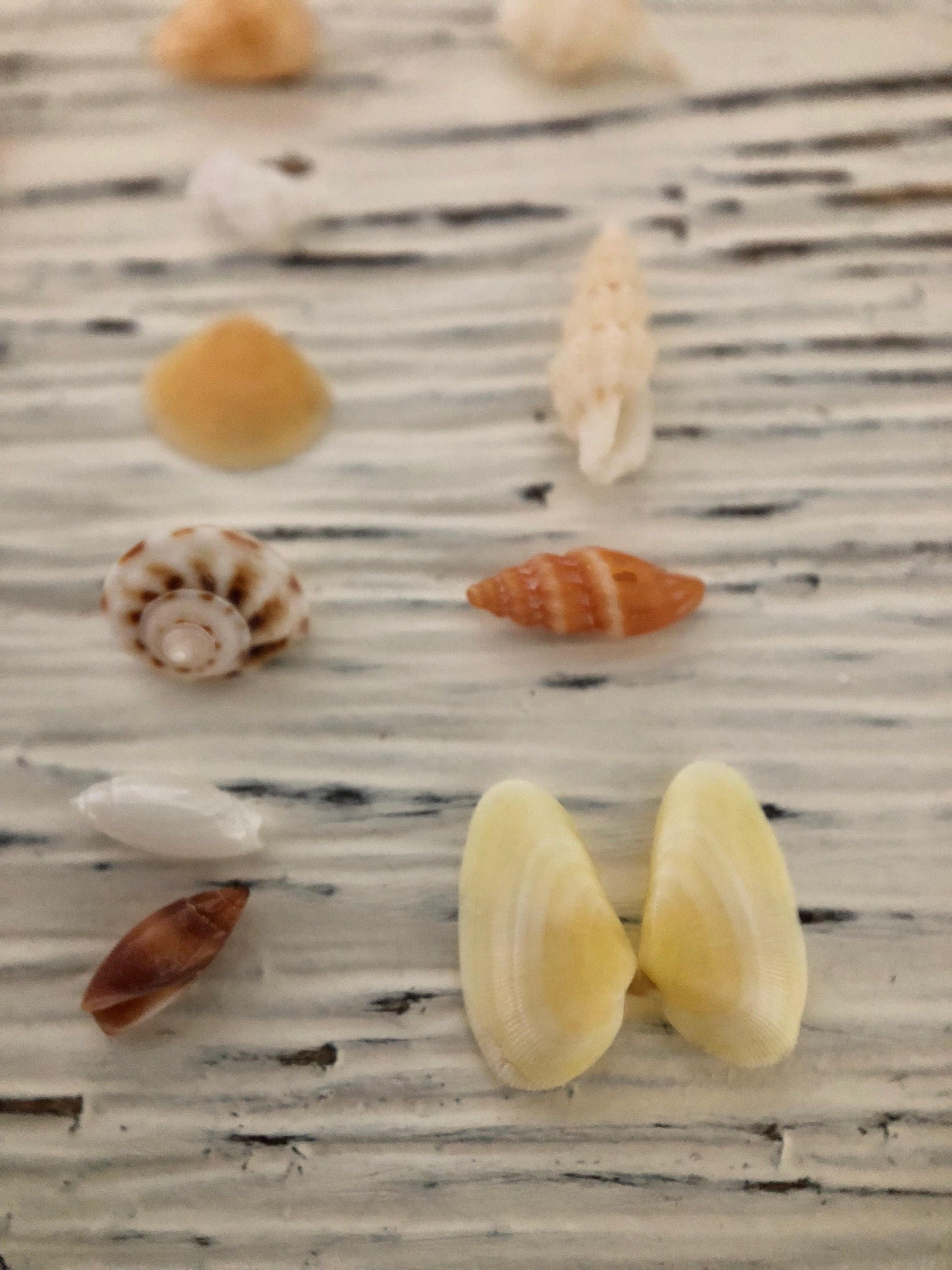 SWFL Micro Shells Locket Beach Jewelry Seashells Gift - Etsy