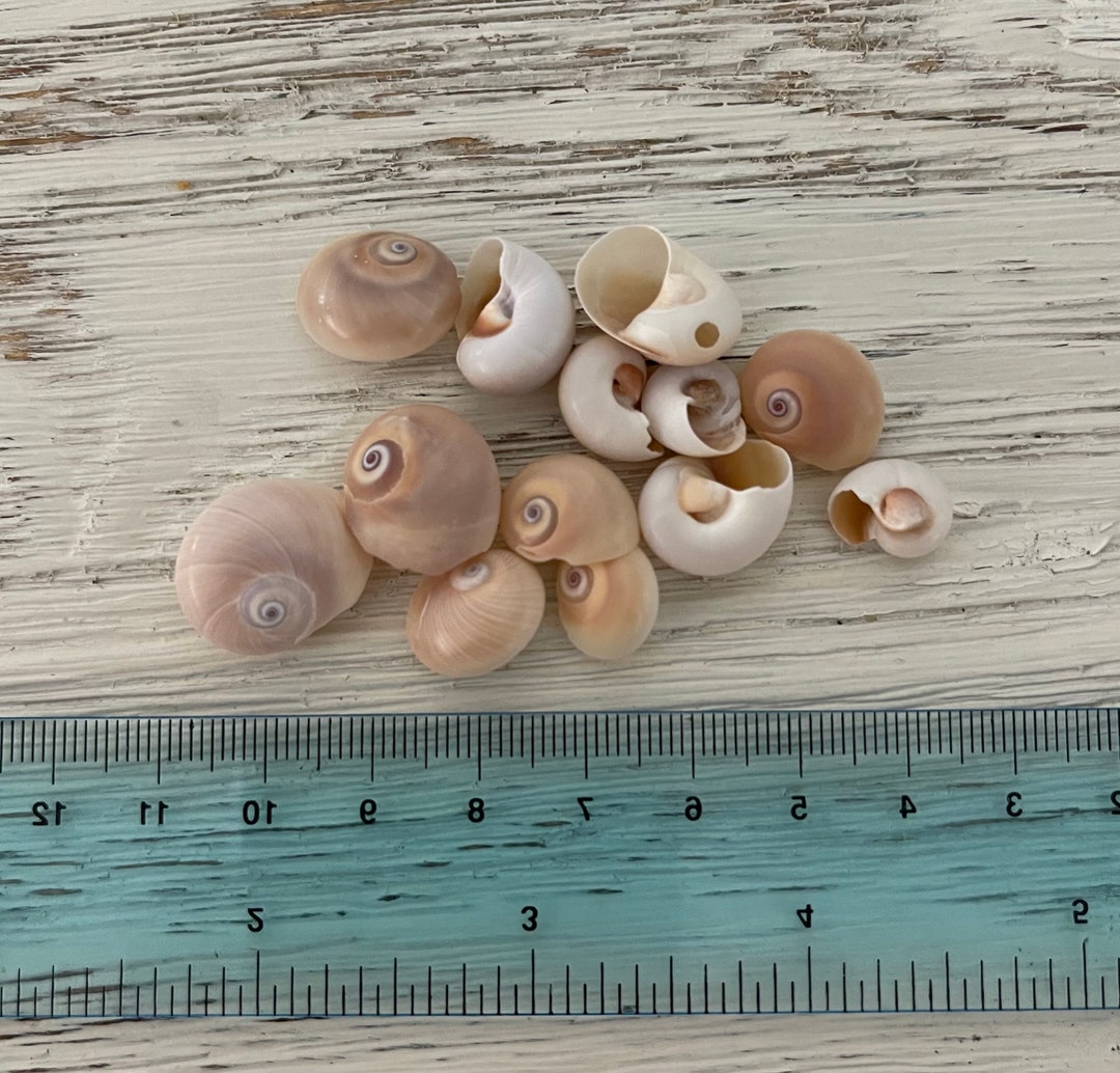 Shark’s Eye Moonsnail Shells From Swfl Florida Seashells Mini Shells - Etsy