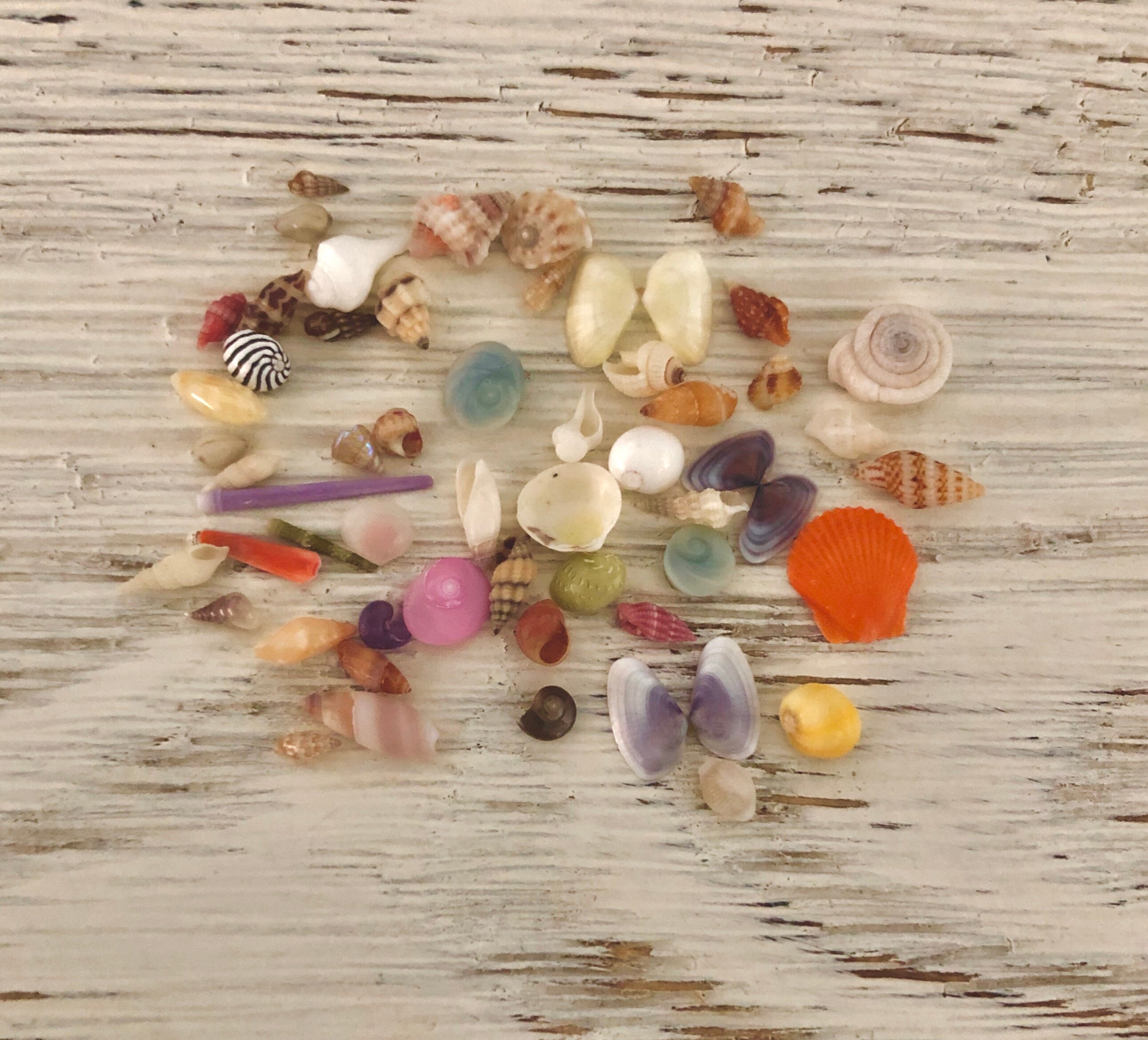 Colorful Shells From Around the World Micro Shells Locket, Beach ...