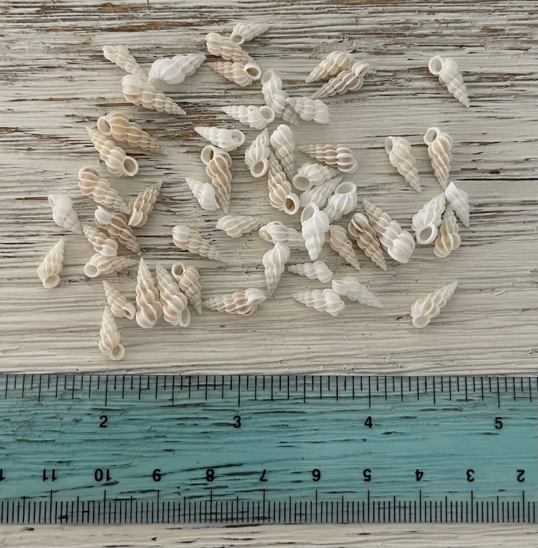 Wentletrap Shells Seashells From Southwest Florida - Etsy