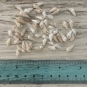 Wentletrap Shells Seashells From Southwest Florida - Etsy