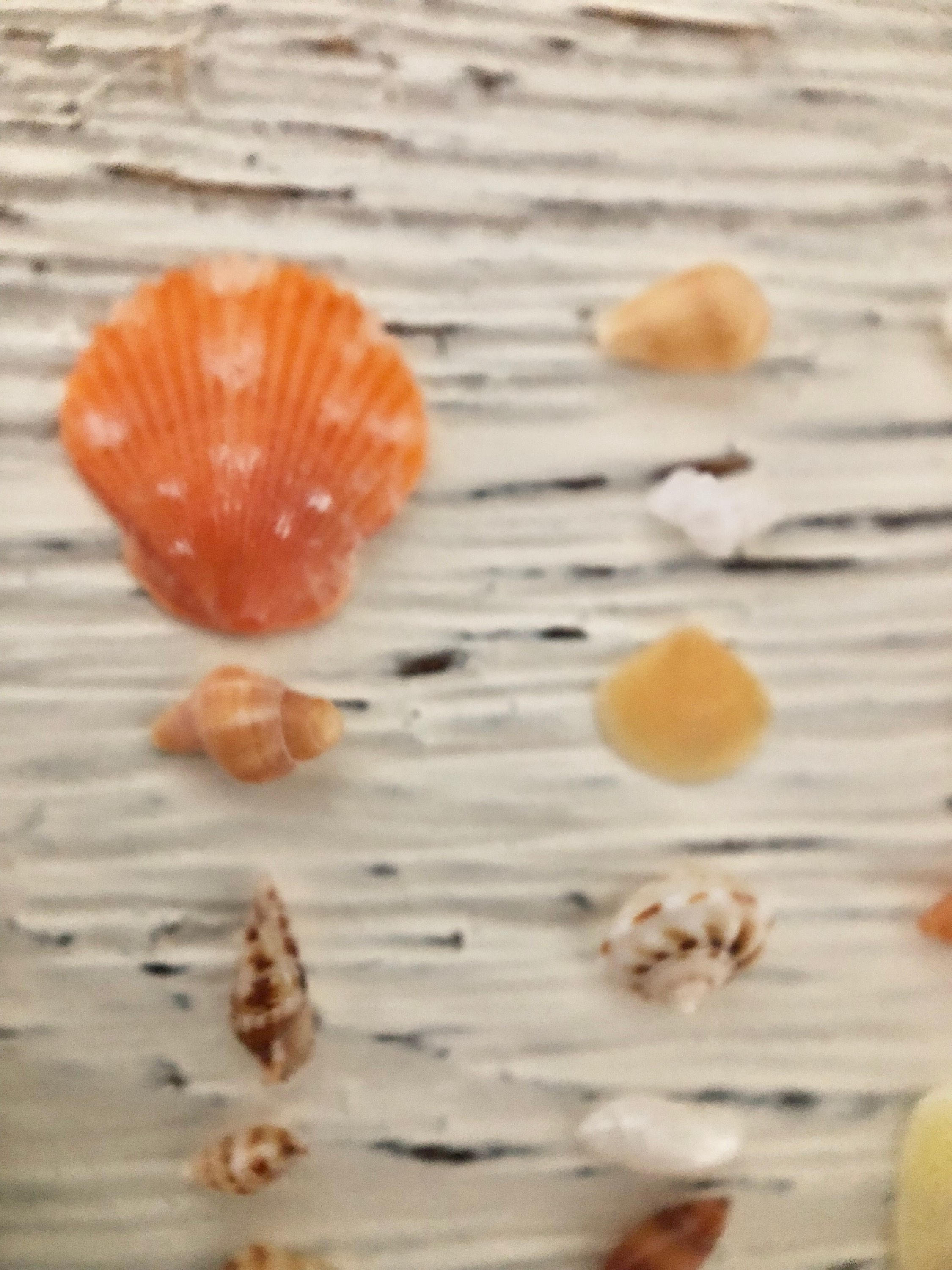 SWFL Micro Shells Locket Beach Jewelry Seashells Gift - Etsy