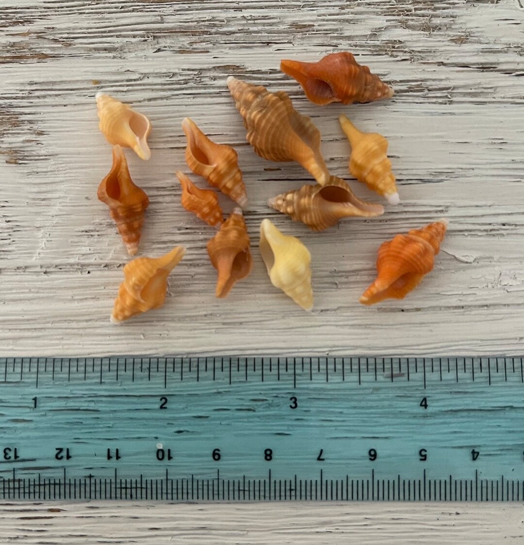 Mini Horse Conch Shells From Southwest Florida Seashells - Etsy