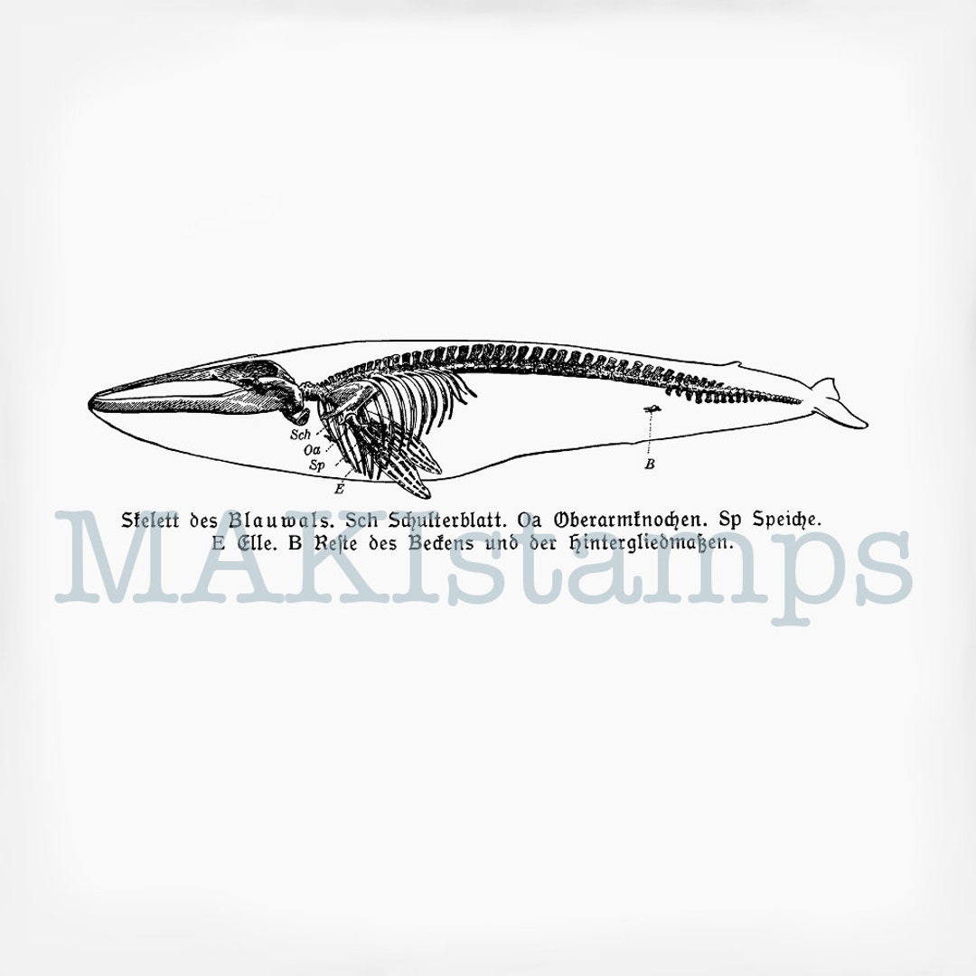 Humpback Whale Skeleton Diagram