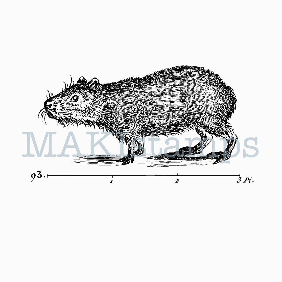 Rubber Stamp Guinea Pig / Capybara From 1784 French Encyclopedia ...