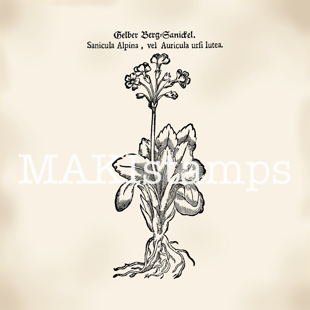 Rubber Stamp Medieval Woodcut Medicinal Herb - Unmounted Rubber or ...