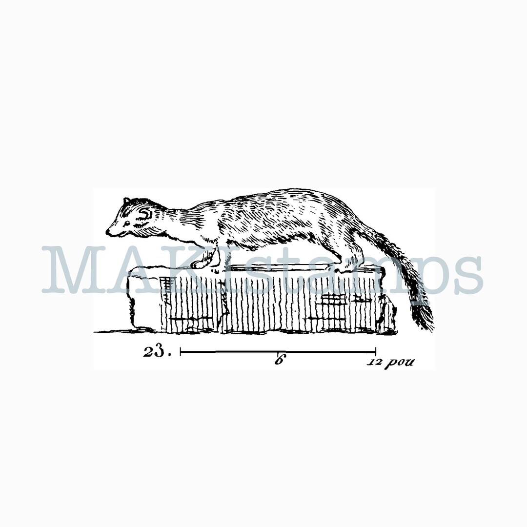 Animal Stamp Weasel From 1784 French Encyclopedia - Unmounted Rubber ...