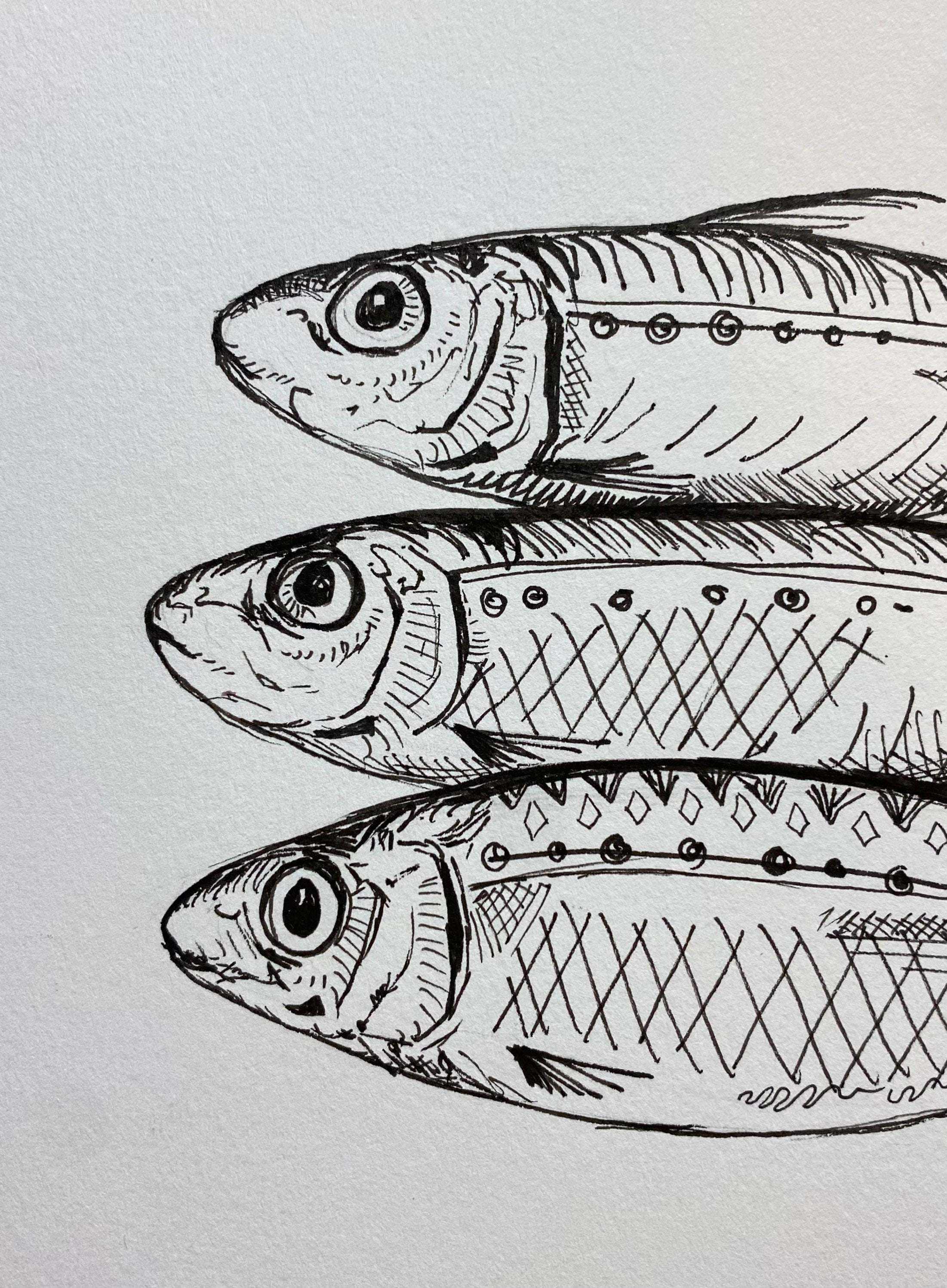 Original Sardines Hand Drawn Ink Drawing, Small Fish Still Life ...