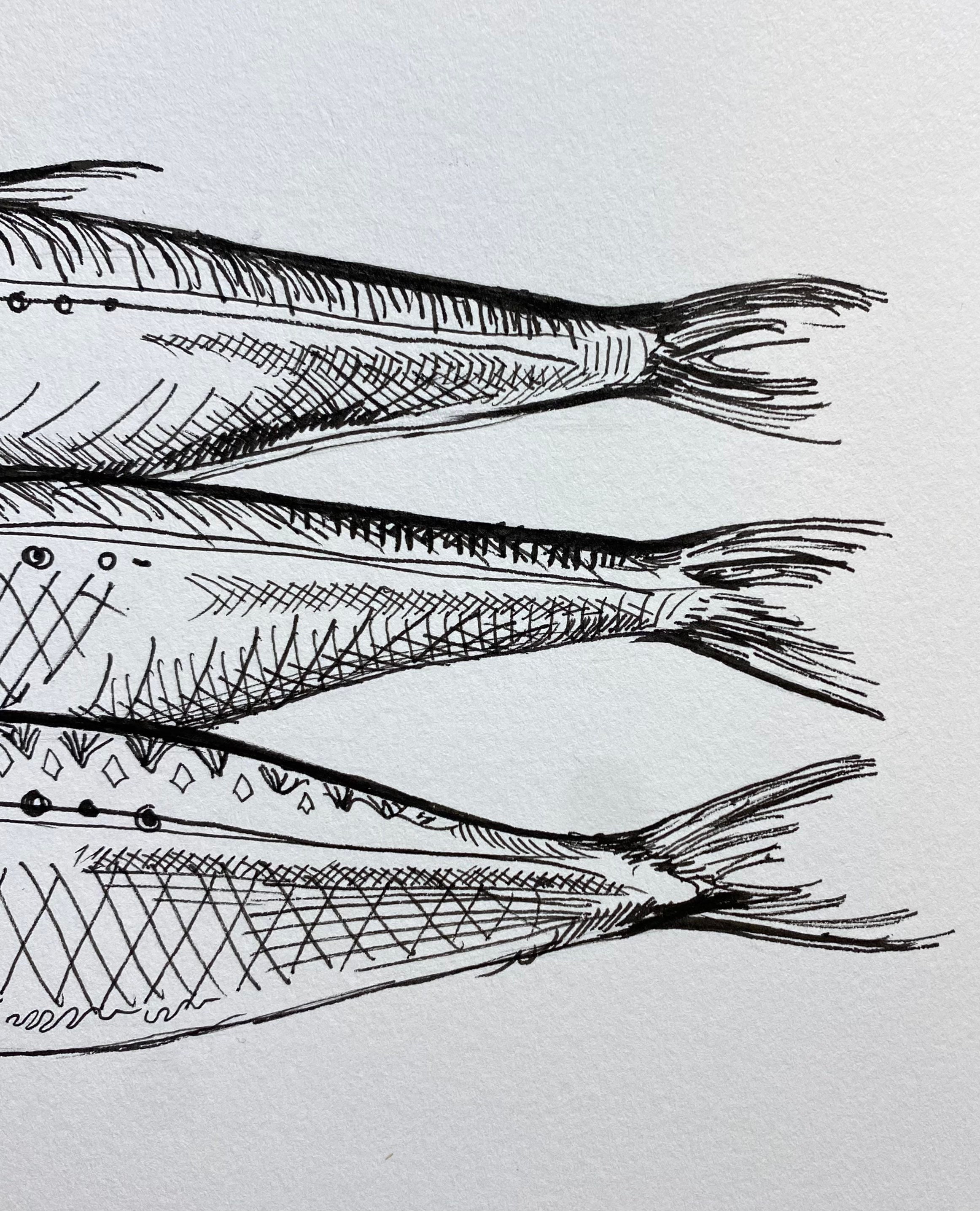 Original Sardines Hand Drawn Ink Drawing Small Fish Still - Etsy