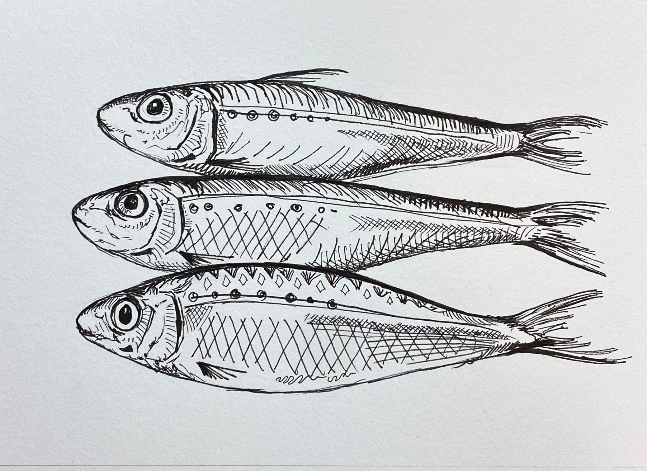 Original Sardines Hand Drawn Ink Drawing Small Fish Still - Etsy