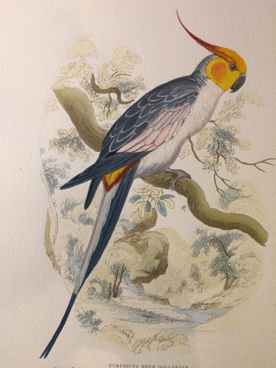 Hand Coloured Print Parrot,art,lithograph,wall Art, Home Decor, Antique ...