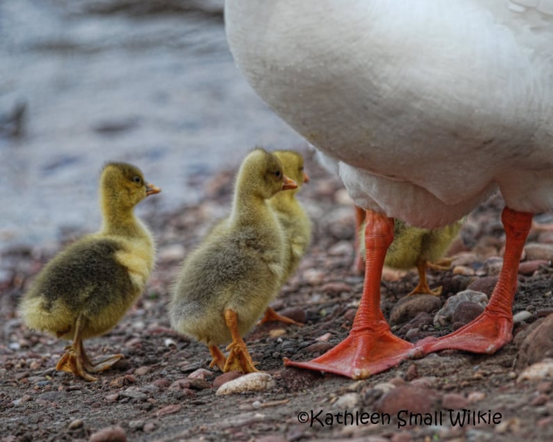 Goslings,baby Geese,bird Photography,waterfowl Photography,unique Gifts ...