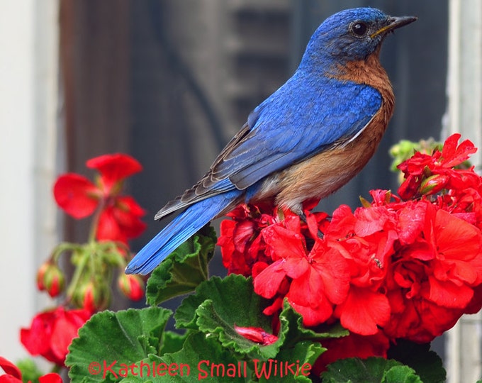Eastern Bluebird,gift Idea,etsy Find,wildlife Photography,bird ...