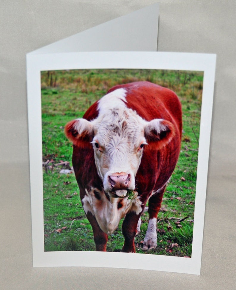 Cow Greeting Card,funny Greeting Card,unique Card,photo Notecard ...