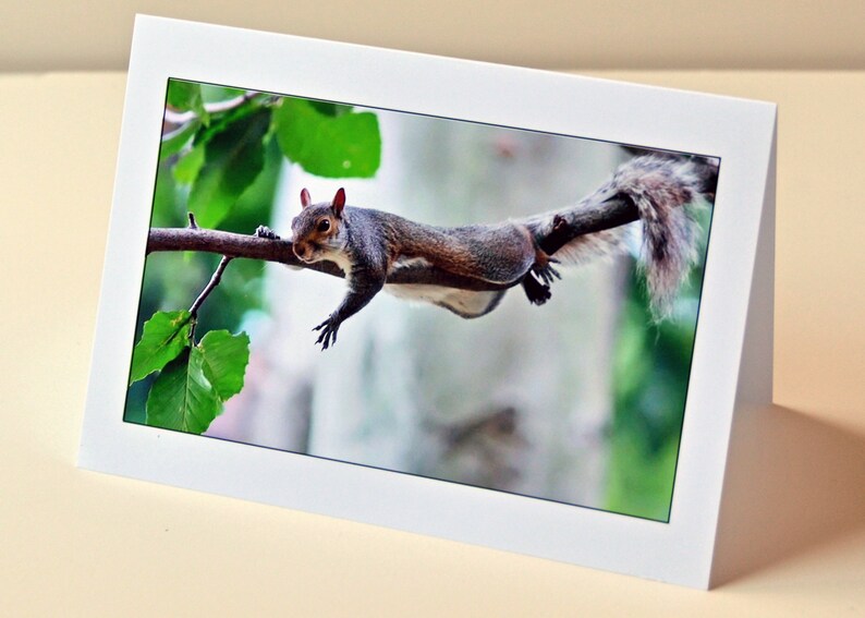 Squirrel Greeting Card,funny Greeting Card,unique Card,photo Notecard ...