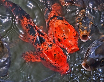 Funny Fish Lips - Etsy